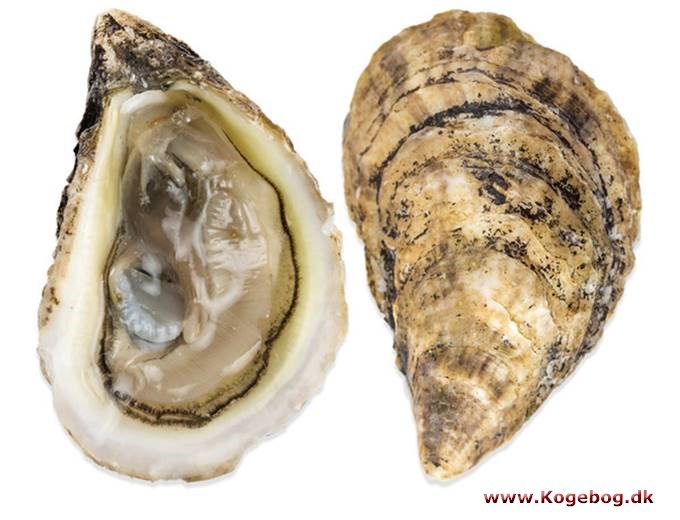 Østers - Se info og opskrifter på Kogebog.dk - det er her