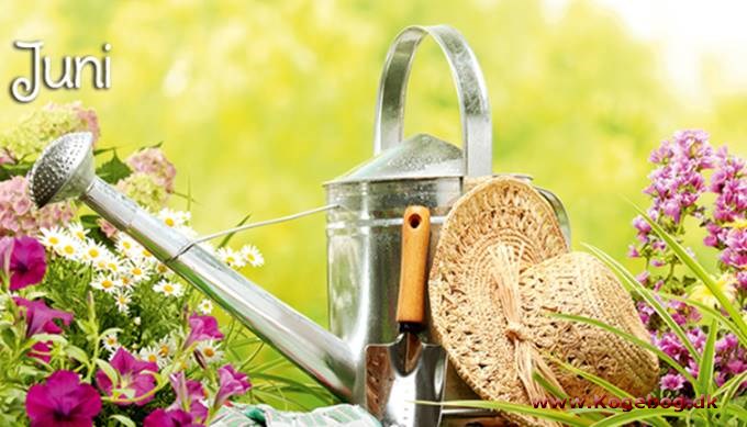 Juni sæson for vores råvarer på Kogebog.dk