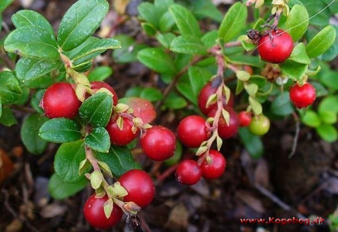 Tyttebær - Se info og opskrifter på Kogebog.dk - det er her