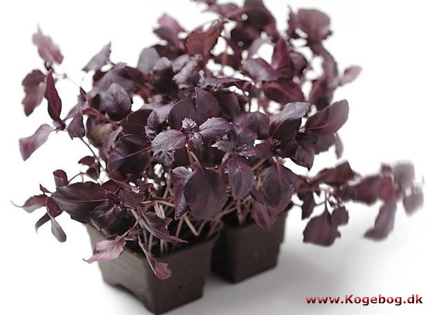 Basilikum, rød - info og opskrifter på Kogebog.dk - HER