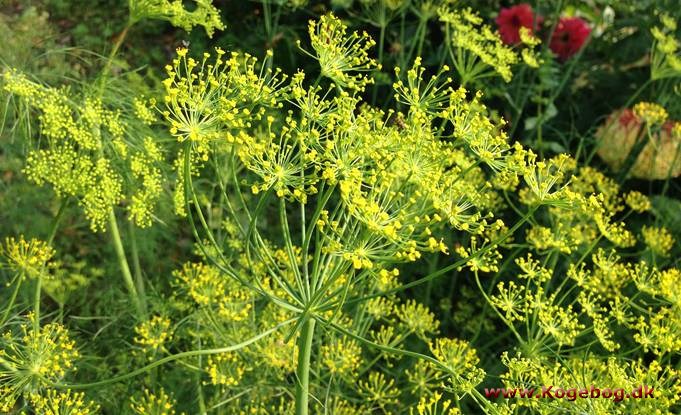 Dildskærm - Se info og opskrifter på Kogebog.dk - det er her