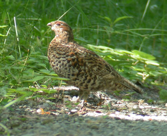 Jærpe - hjerpe | let og godt på Kogebog.dk 💘