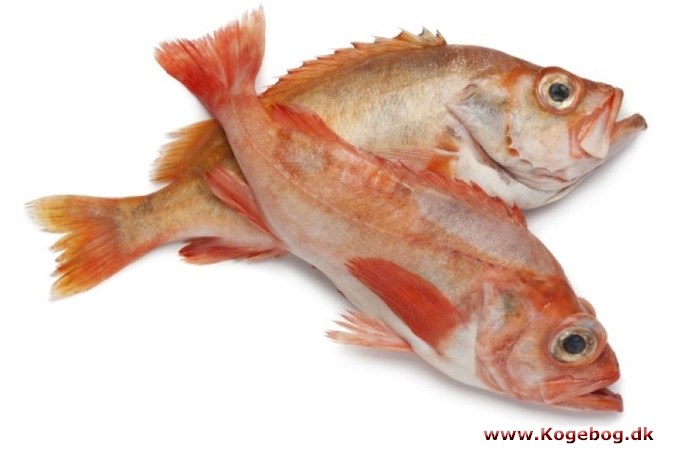 Rødfisk - Se info og opskrifter på Kogebog.dk - det er her
