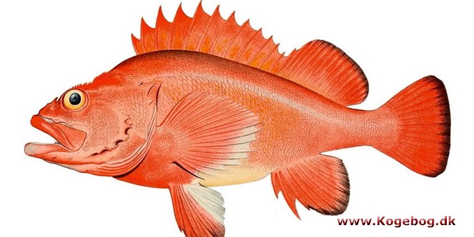 Rødfisk - Se info og opskrifter på Kogebog.dk - det er her