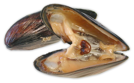 Blåmusling | let og godt på Kogebog.dk 💘