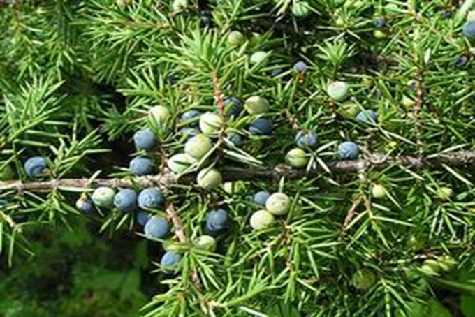 Enebær | let og godt på Kogebog.dk 💘