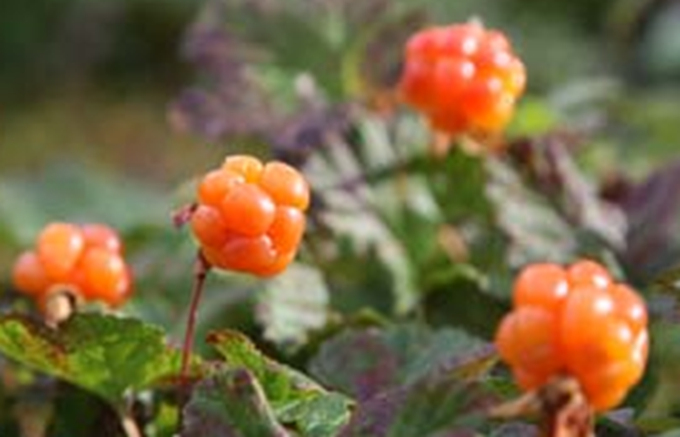 Multebær | let og godt på Kogebog.dk 💘